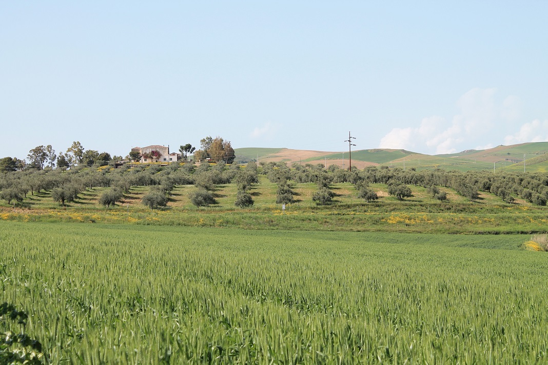 Ramacca (CT) Archives - Living in Sicily