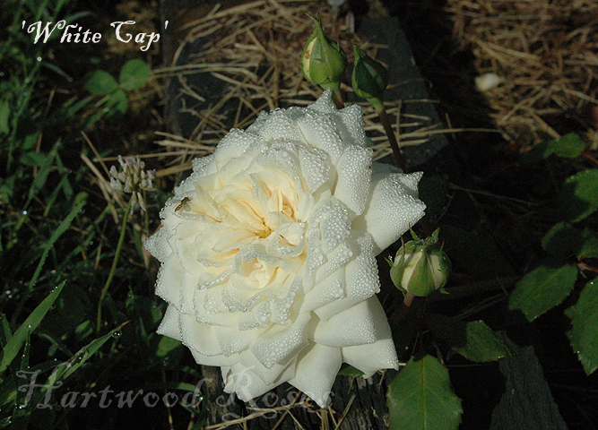 Hartwood Roses: Dewdrops on Roses and a Bouquet of Beetles