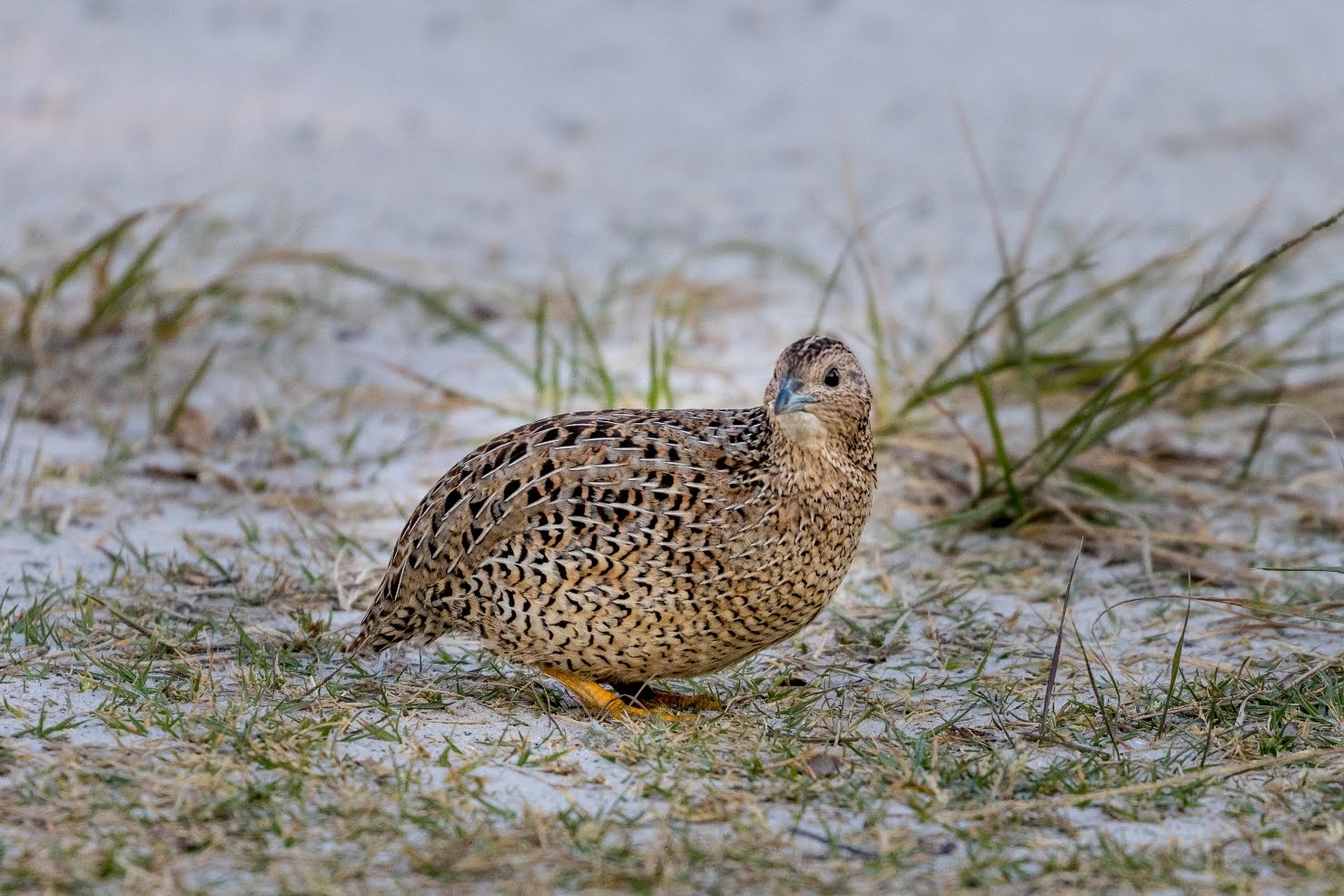 National Park Odyssey: Walks, Wildlife and Flora in Bundjalung National ...