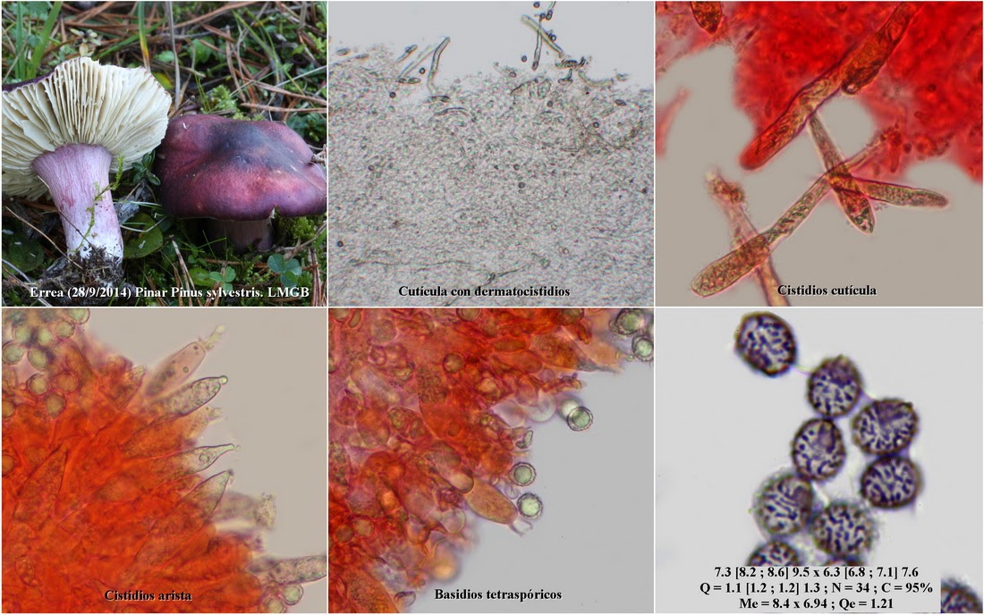 Microscopía de hongos. Vol 4. O - R: Russula torulosa