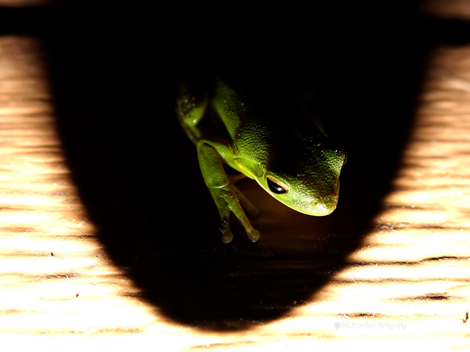 Life Through My Eyes: Yeah Baby!! It's Frog Photography Time!