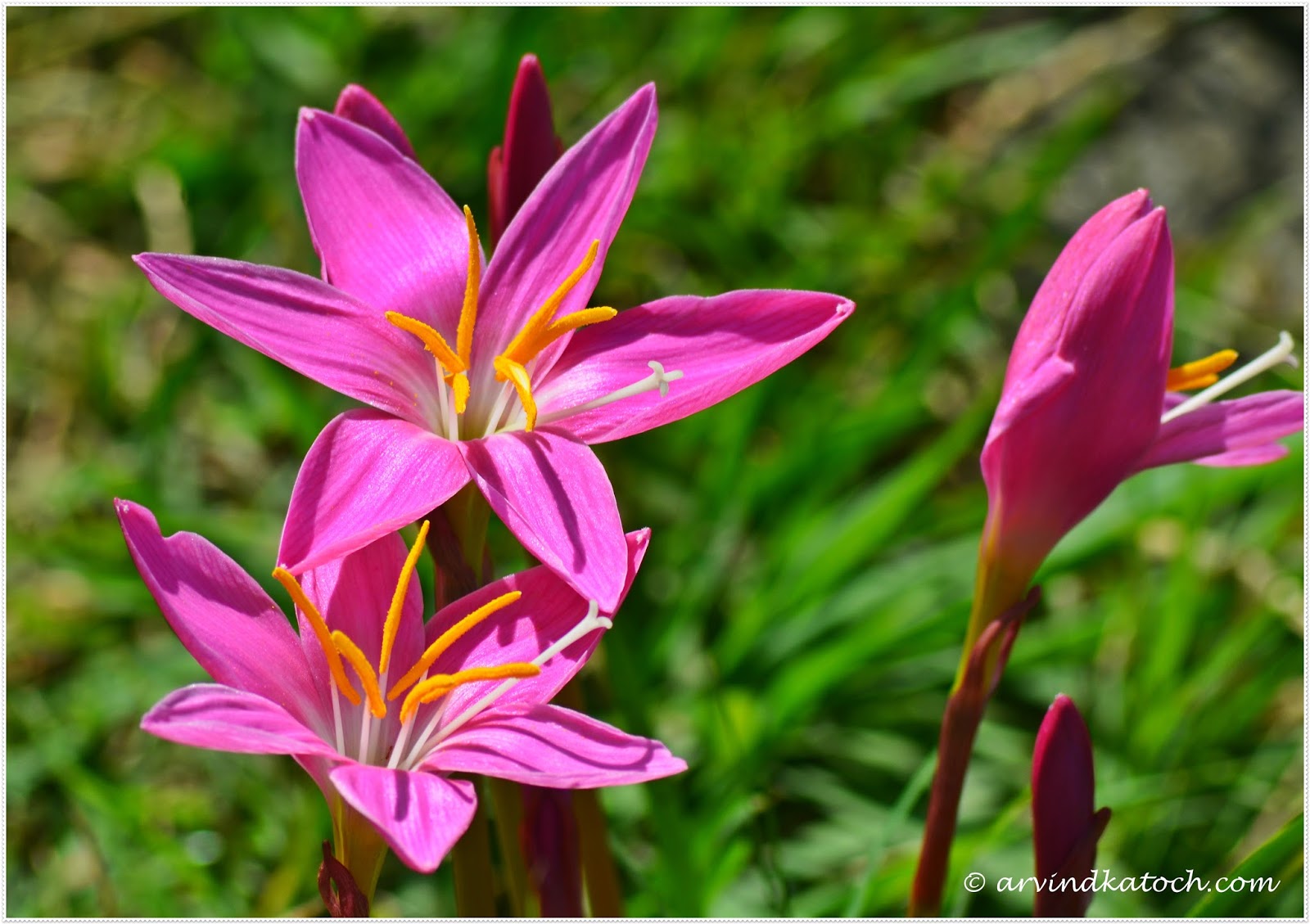 Arvind Katoch Photography