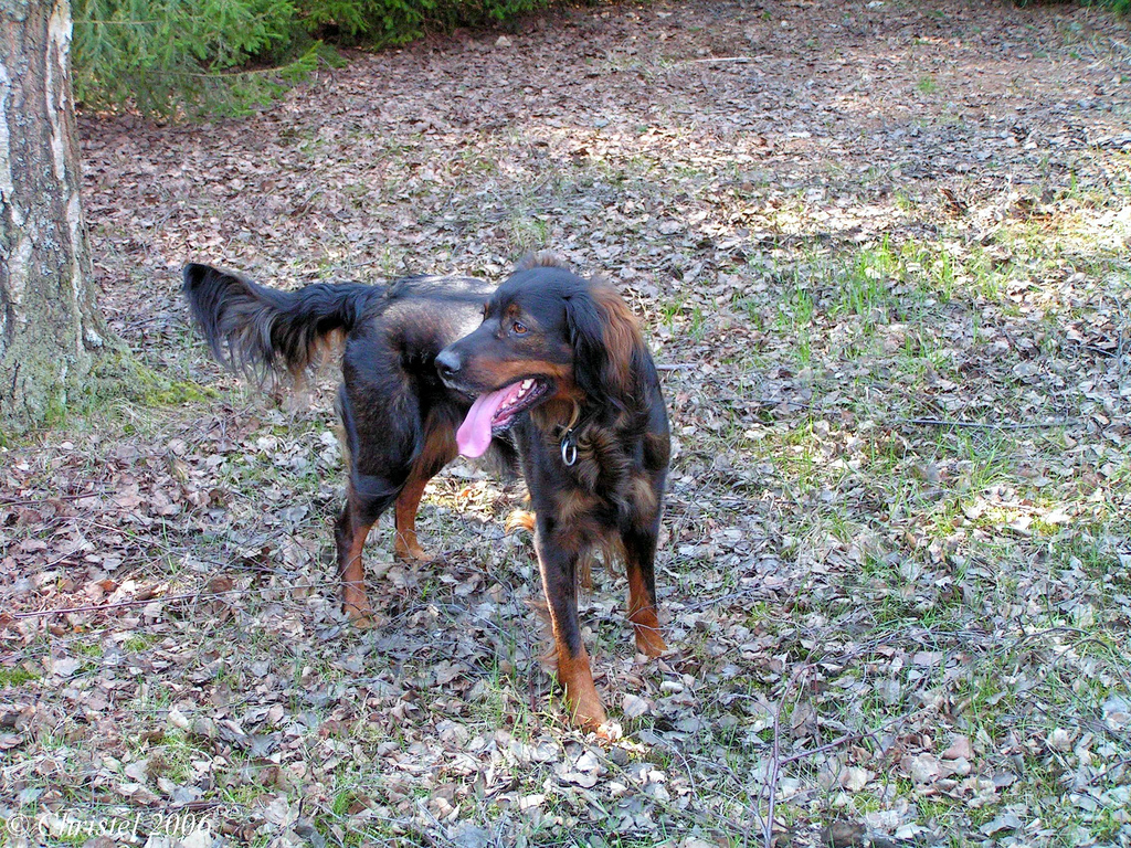 Musings of a Biologist and Dog Lover: Mismark Case Study: Gordon Setter