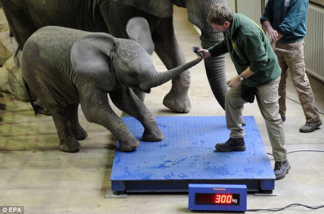 The animal zone: This keeper should remember that elephants never ...
