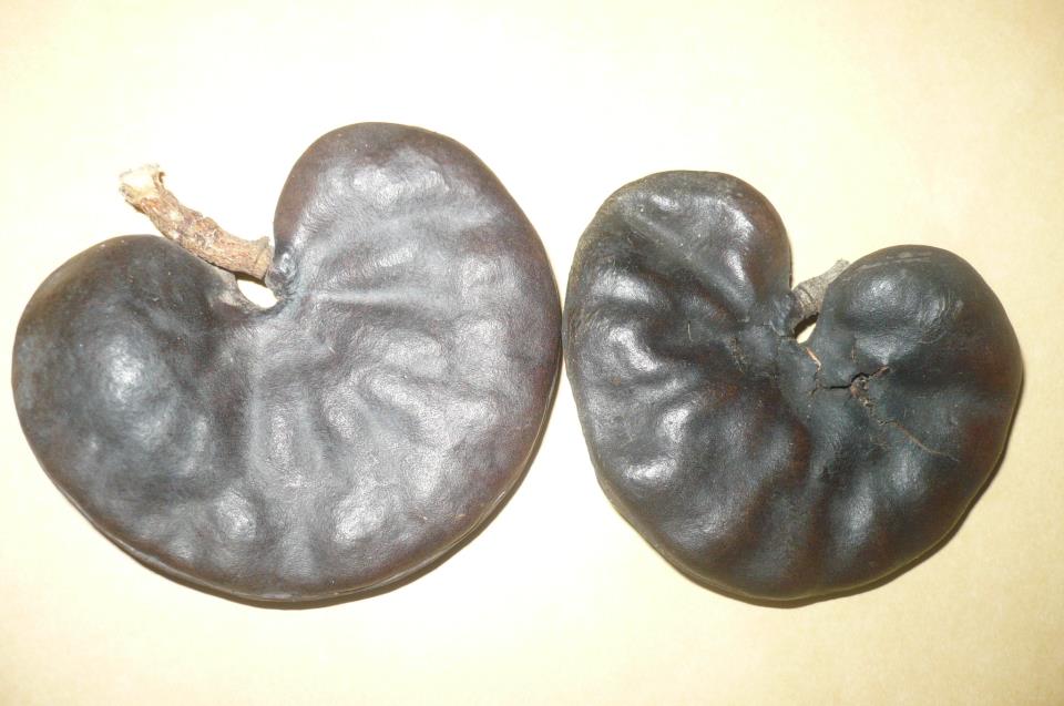 GABRIELA EXILART: LAS SEMILLAS DE PACARA O TIMBO