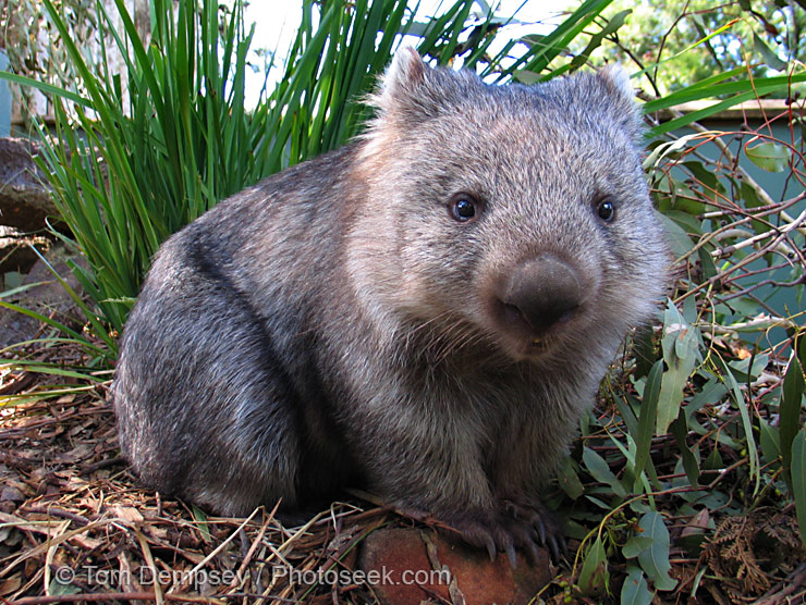 Animales en Peligro: Wombat