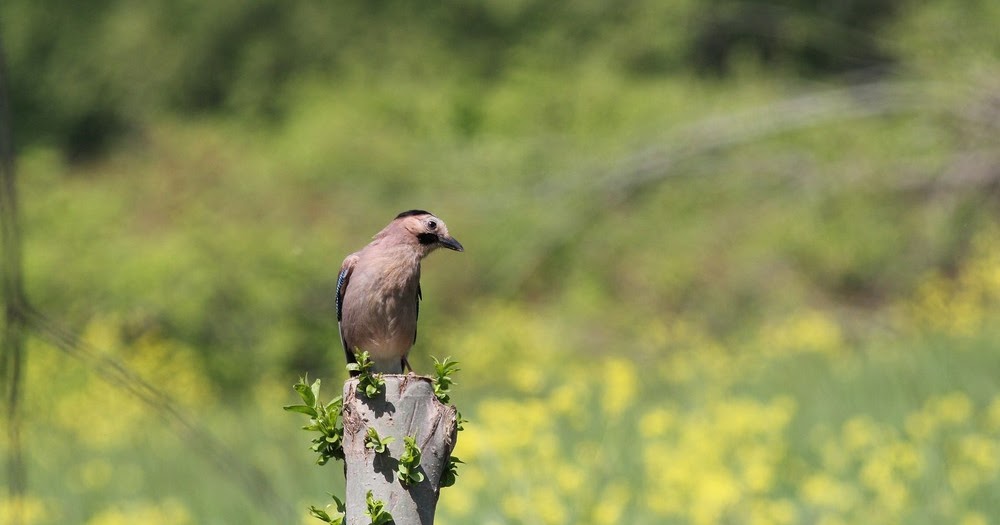 Birding Azerbaijan: Breeding bird survey in western Azerbaijan
