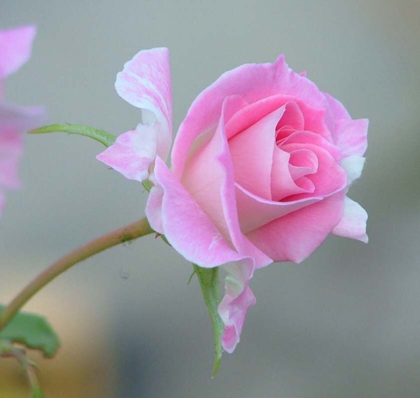 Rosa Poesia em Flor: A BELEZA DE UMA FLOR