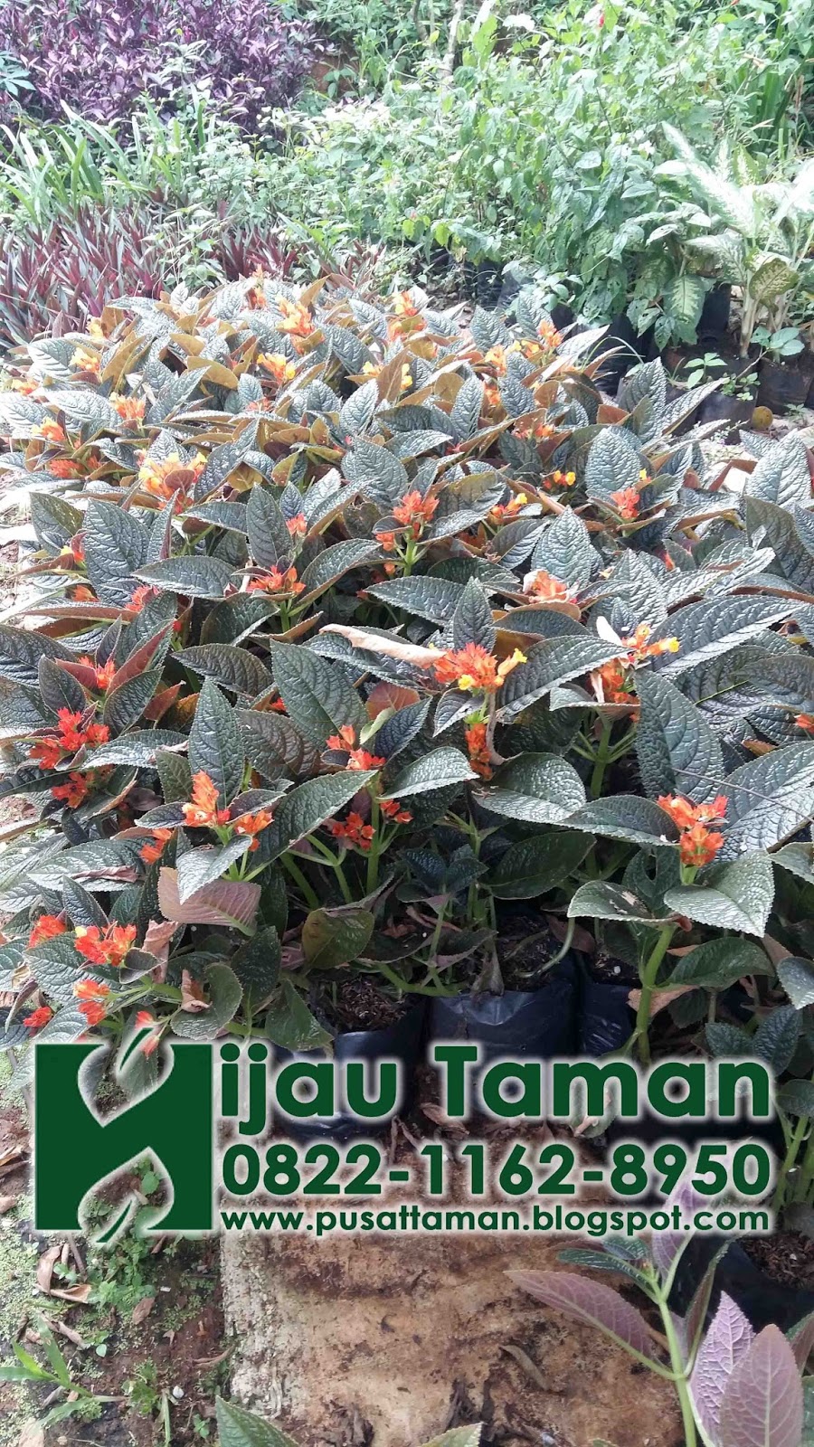 JUAL POHON BEGONIA | TANAMAN BEGONIA GATRA | MANFAAT TANAMAN BEGONIA ...
