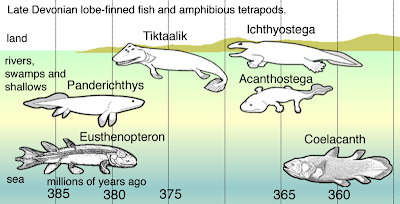 Devonian life and evolution: Fishapod