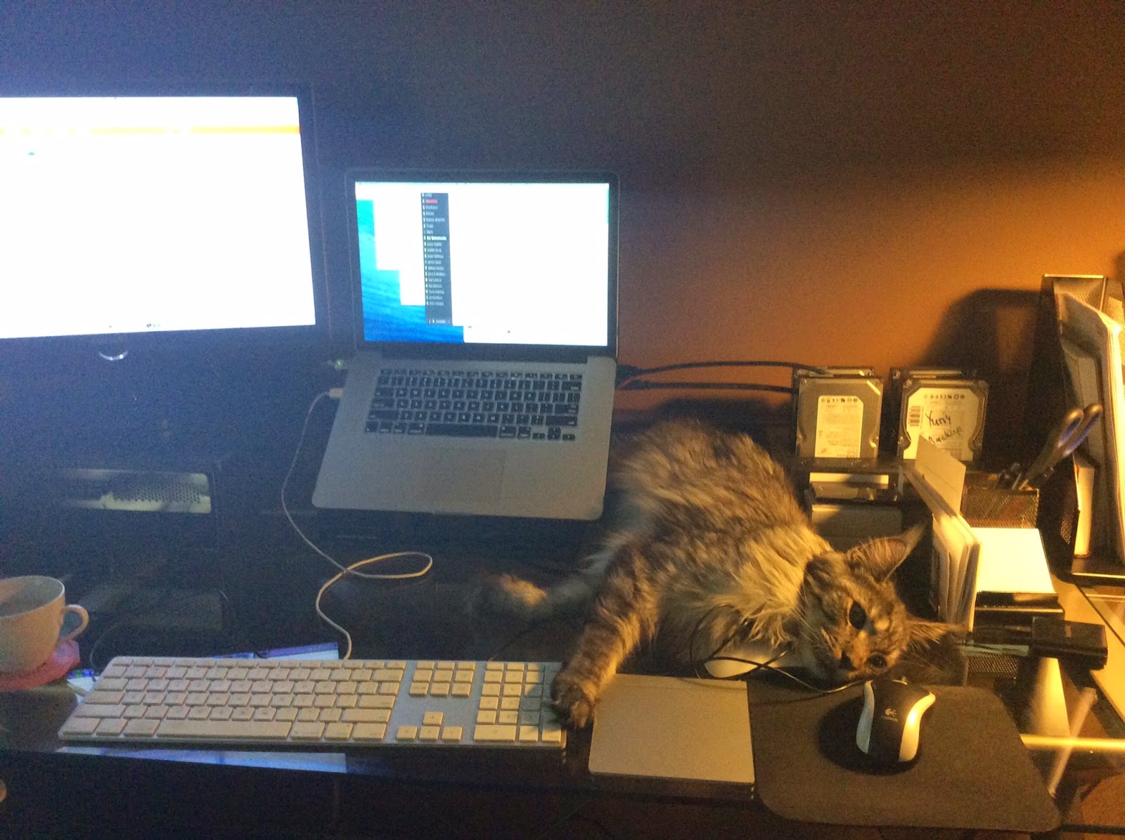Our Plain City Life: Cat, the Office Assistant
