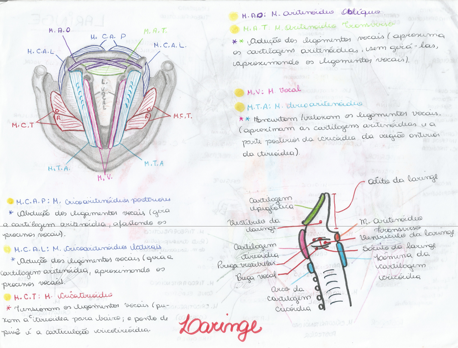 Rabiscos Infundados: Anatomia da Laringe - 1