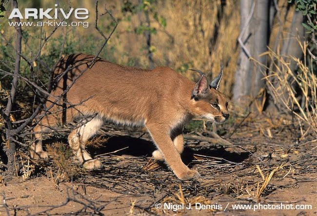Coral Wild - A Safari Guides Diary: Those elusive animals of Kruger ...