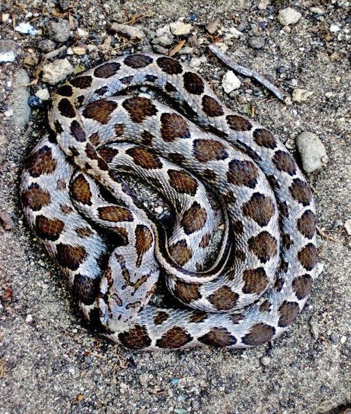 Ερπετά και αμφίβια της Κύπρου - Reptiles and amphibians of Cyprus by ...