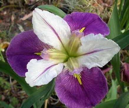 Kebun Bahagia Bersama: Japanese Iris dan Louisiana Iris