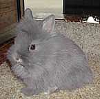 ! RABBIT IN THE WEB !: Rabbit Coat Color