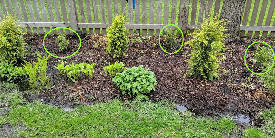 Three More Canadian Hemlocks Planted - 2019