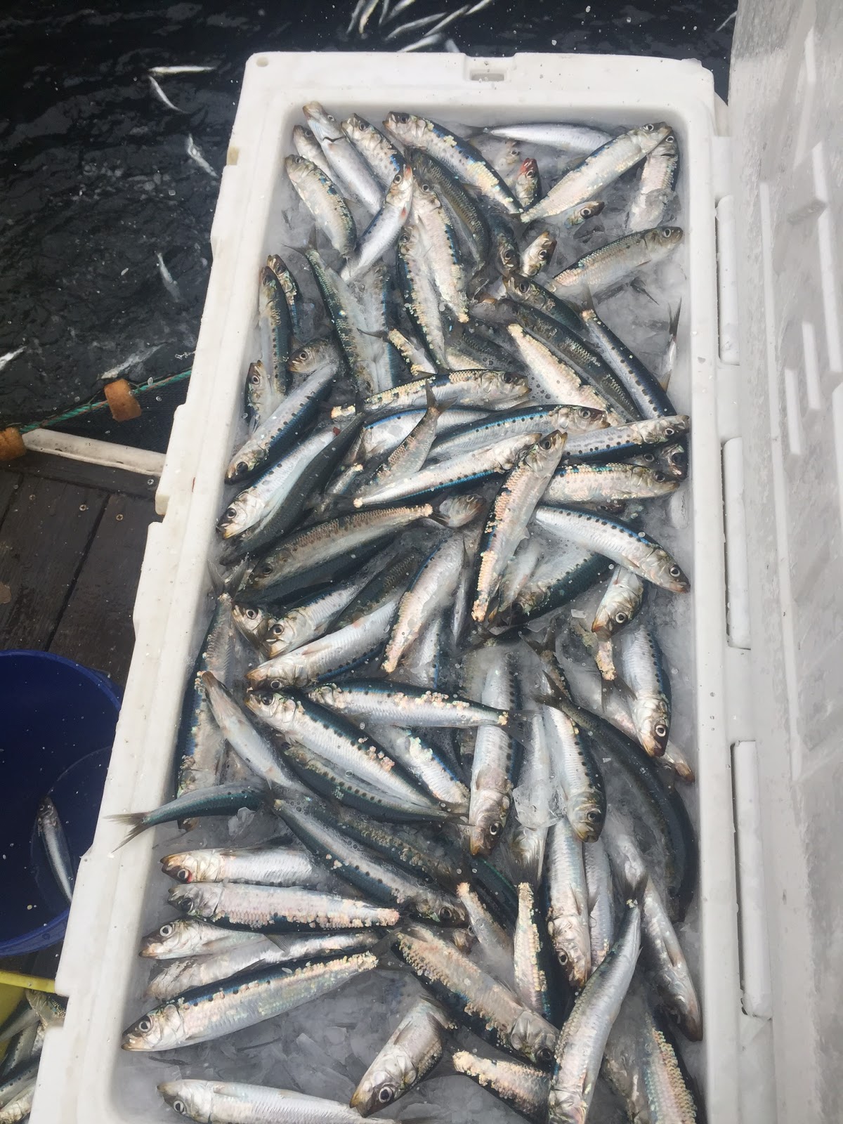 Outdoor Adventures 360°: Fresh Bait