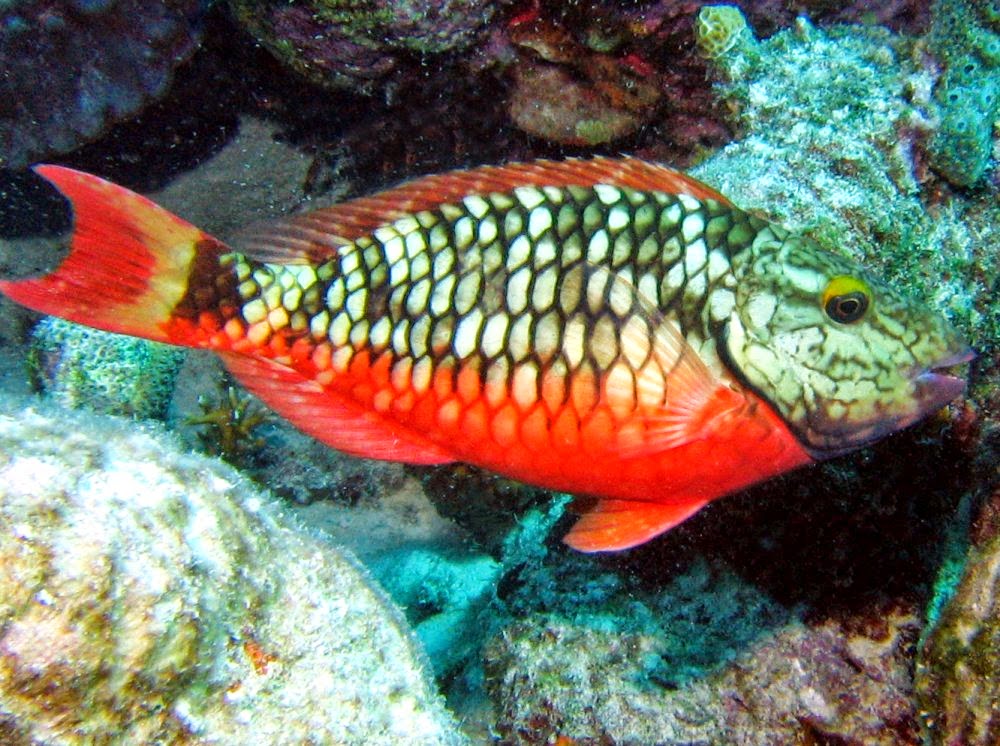 PARROTFISH photos - wallpapers (ανανεωμένο) | the fun bank