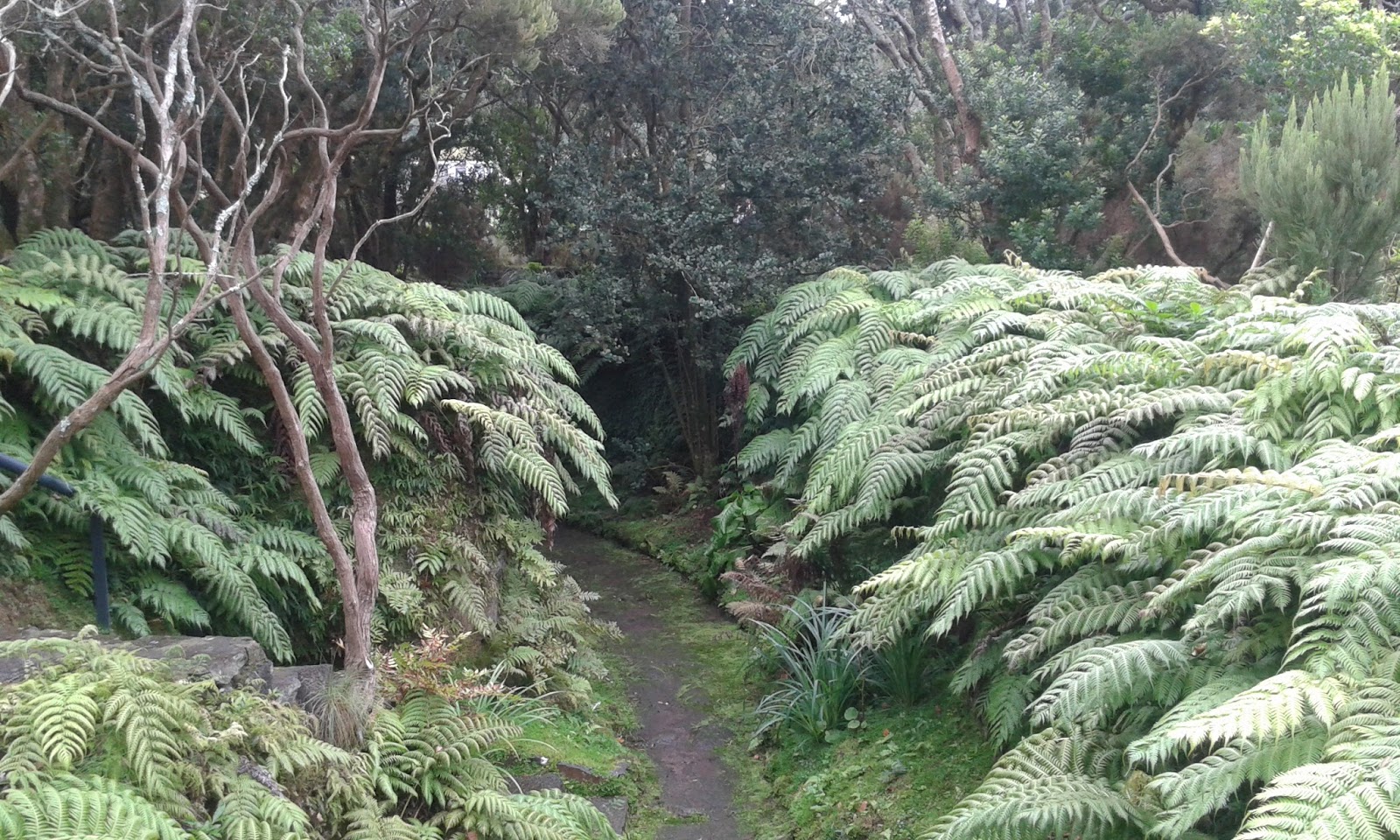 Palmilheiro: Jardim Botânico do Faial