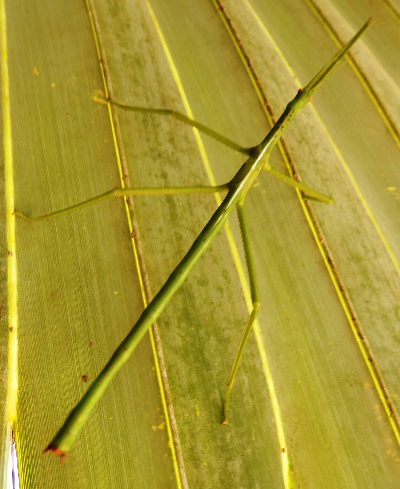 News from Coquette Point