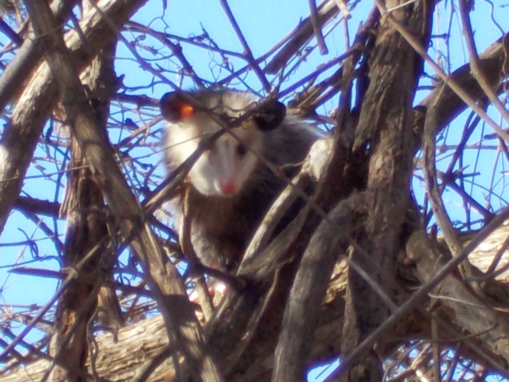 Austin, Texas Daily Photo: Playing Possum