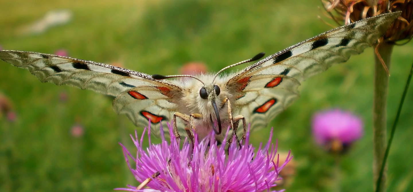NATURA VIVA: PAPALLONES