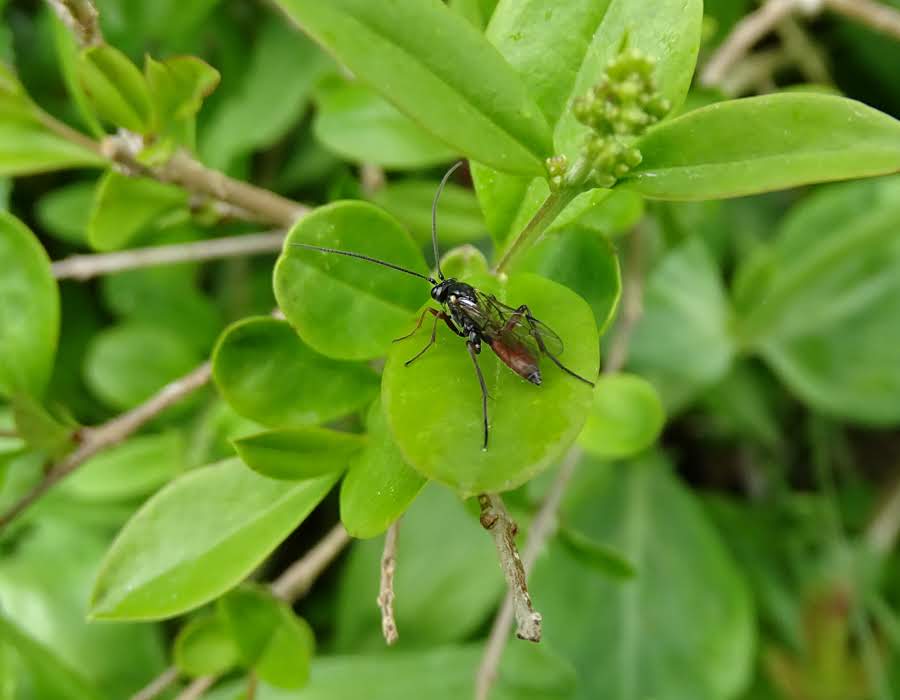 Port and Wey: Portland Insects T-Z