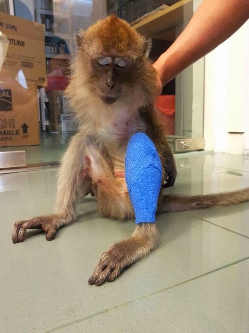 wildsingapore news: Rescued macaque nursed back to health and released ...