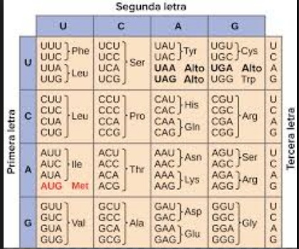 ACTIVIDAD INTEGRADORA BIOLOGÍA MOLECULAR