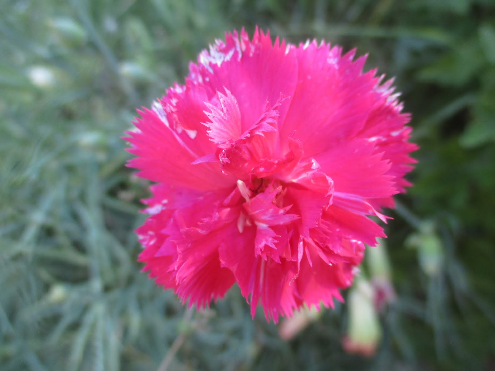 julio 2015 | En torno al huerto.