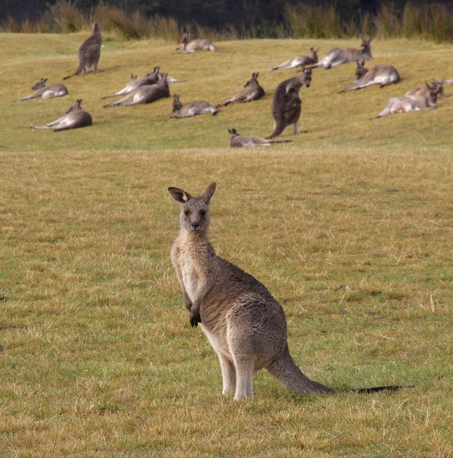 Nature Scribe: Kangaroos in My Top Paddock