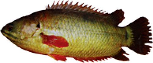 Different Fishes of Bangladesh: Koi Fish as Delicious as Nutritious
