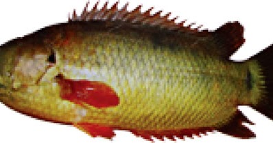 Different Fishes of Bangladesh: Koi Fish as Delicious as Nutritious