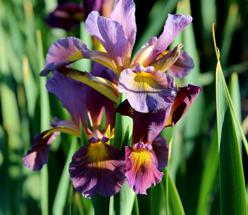 World of Irises: "Talking Irises" SPURIA IRISES WITH BRAD KASPEREK-- MY ...
