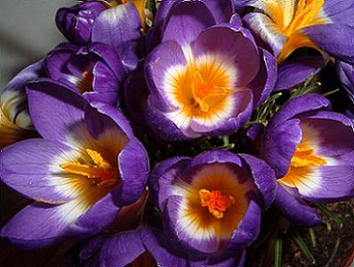 Proyecto Pragmalia: 327. Fomentar el cultivo de Azafrán