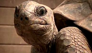 The Flying Tortoise: An Island To Oneself In The Seychelles...