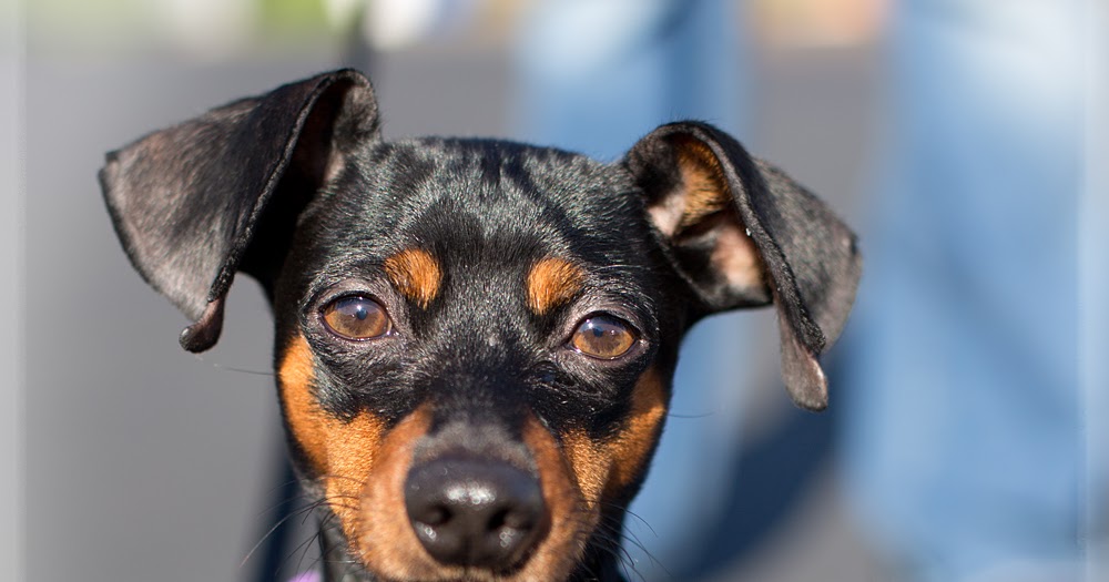 Shelter Dogs of Portland: "JUMBO" Manchester Terrier mix