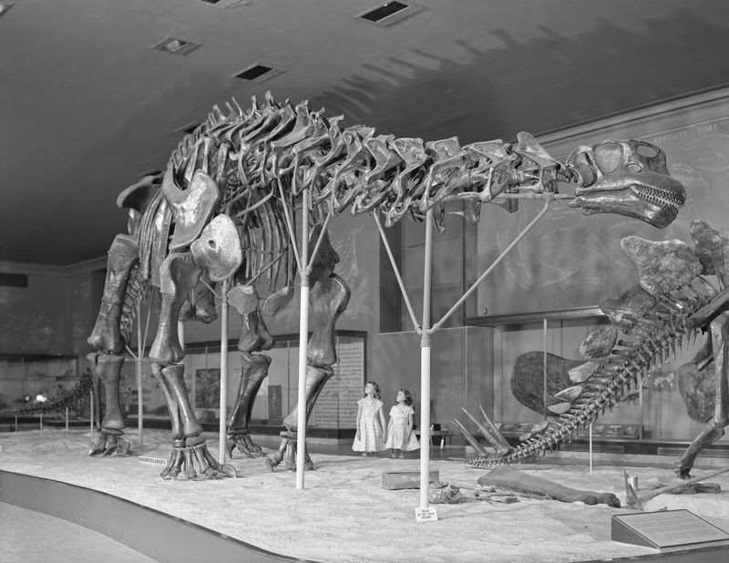 DinoGoss: The American Museum Brontosaur - A History In Pictures