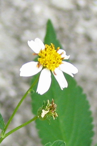 The Back Forty: Edible Weed Roundup: Bidens alba, Spanish Needles or ...