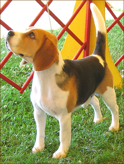 Beagle Hound Dog Pictures | Hound Dog Breeds Pictures and Information