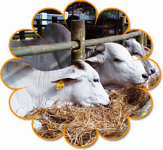 Era Paradigma Pertanian Berkelanjutan: PROSPEK PENGEMBANGAN SORGUM ...