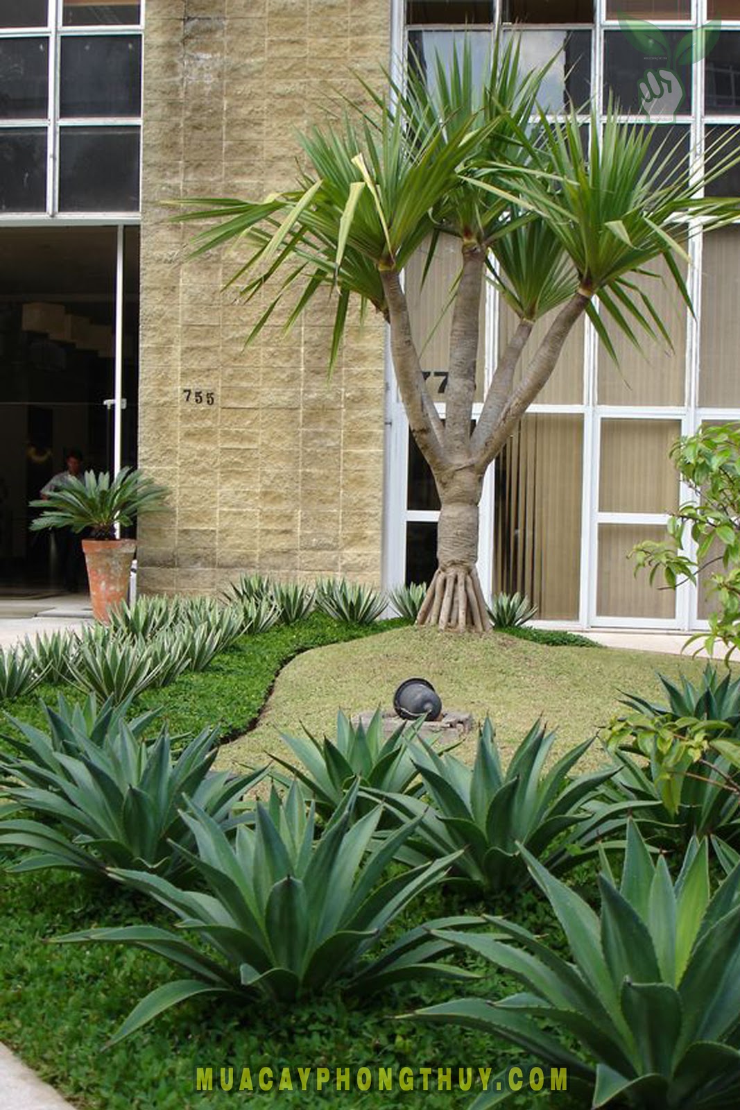 Cây phát tài núi giá bao nhiêu - Ý nghĩa cây phát tài núi | MUA CÂY ...