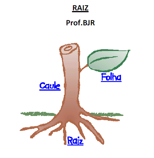 Você e as Ciências: Morfologia e Anatomia Vegetal