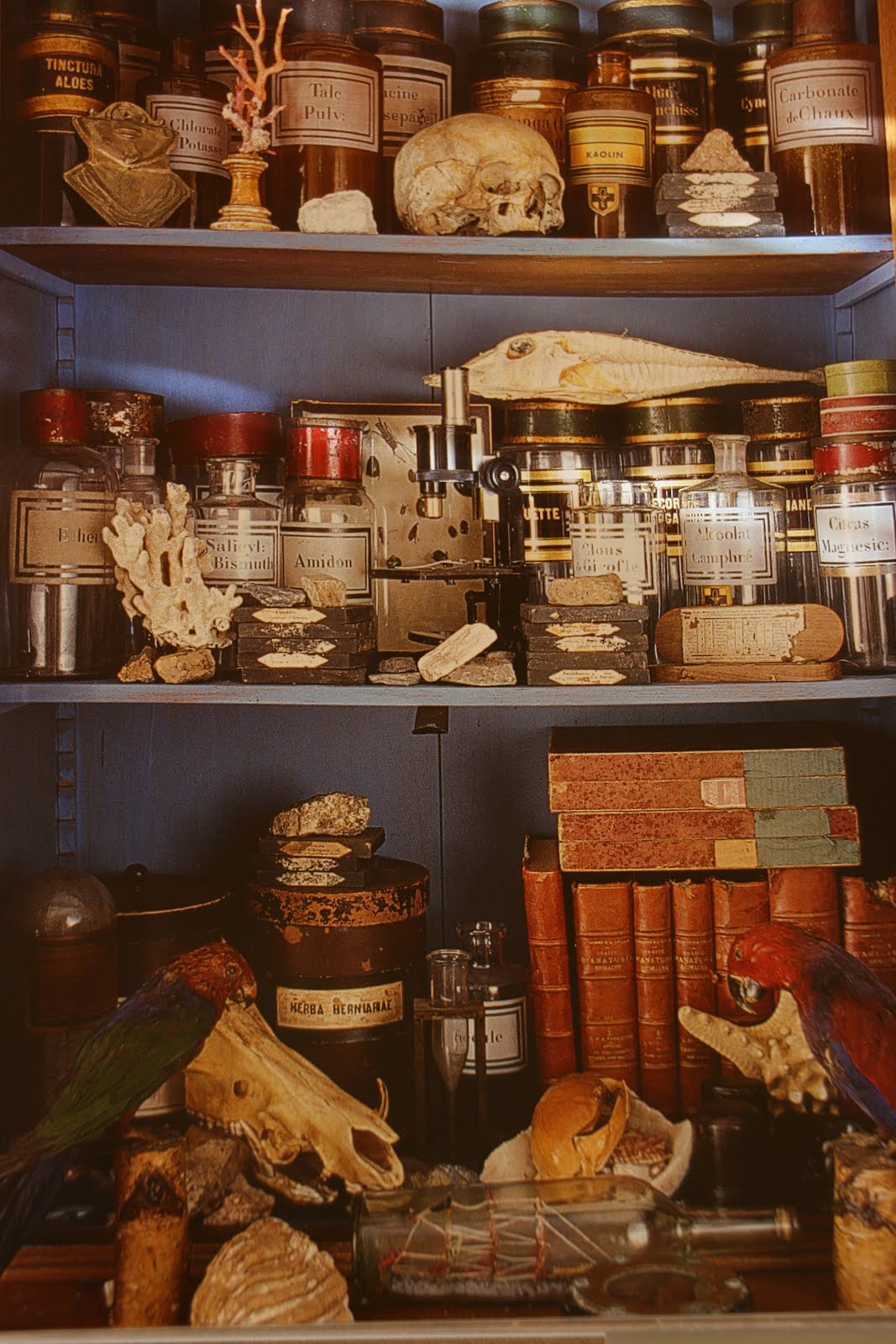 vignette design: Decorating With Natural Curiosities