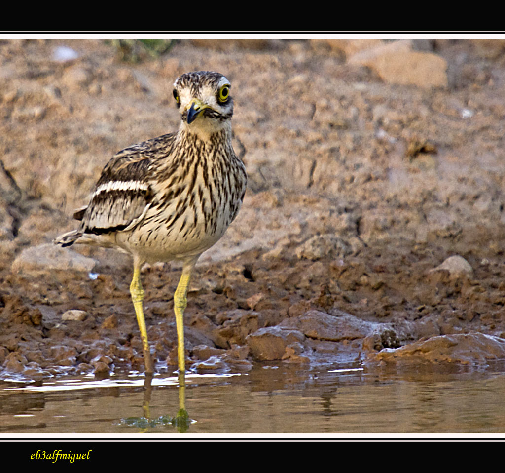 Miguel fotografia: Alcaraván común (Burhinus oedicnemus)