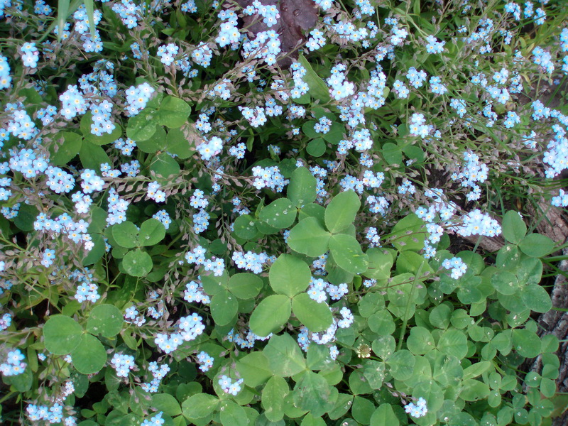 Blogul Simonei: Miozot