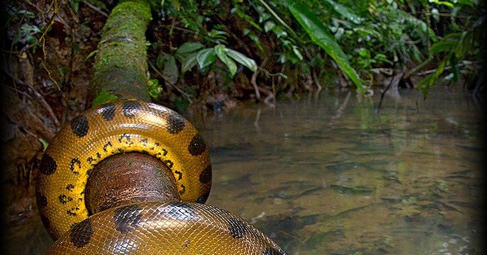 Amazon Explorer: Expeditions and Survival in the Amazon Rainforest: The ...