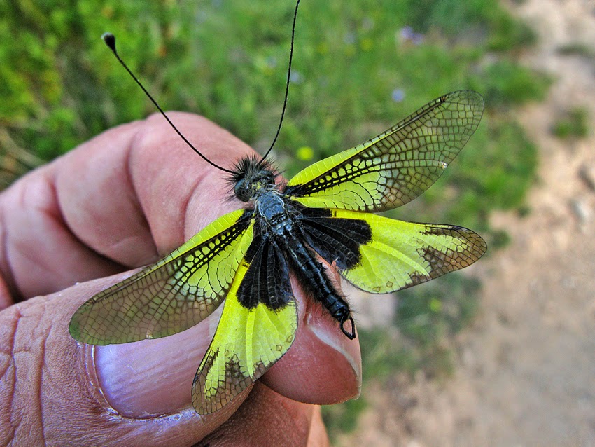 La Faunia de Helena: Insectos