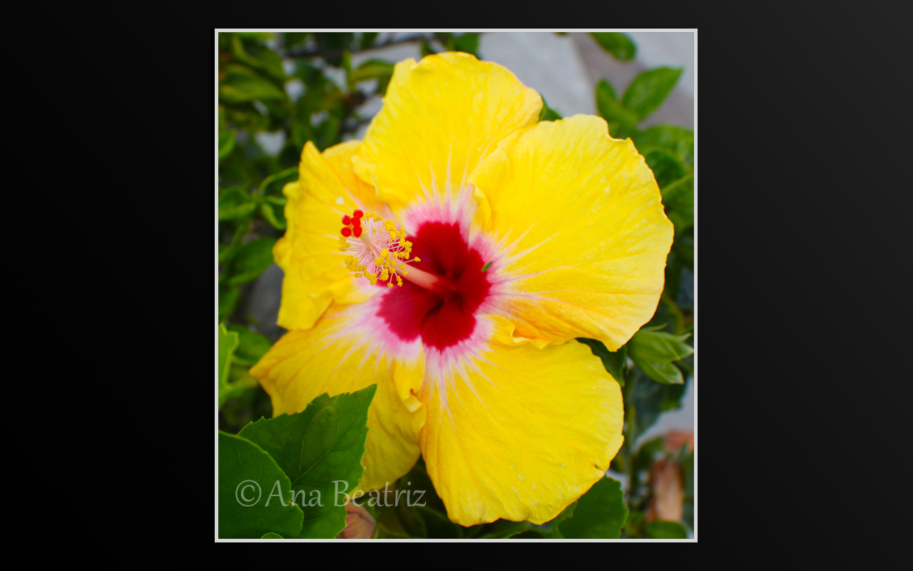 Aventura fotográfica: Cayena Amarilla (Hibiscus rosa- sinensis)